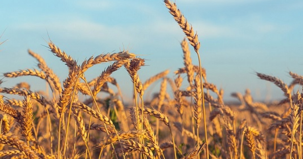 Tarwe proefproject Guyana bemoedigend | Suriname Nieuws Centrale