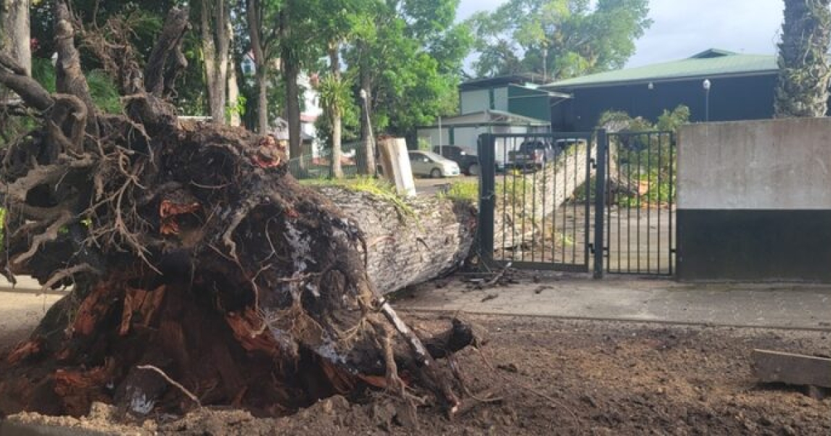 Mahonieboom valt om en vernielt schutting bij DNA-gebouw | Suriname ...