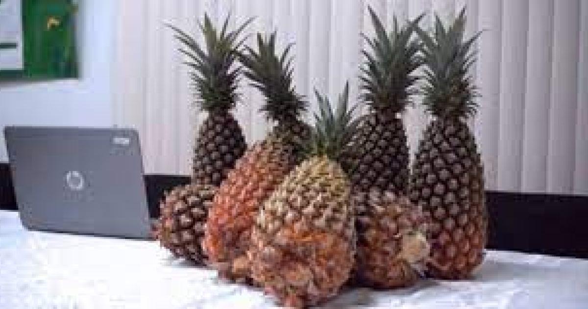 Training duurzame teelt moet ananassector verder ontwikkelen | Suriname ...