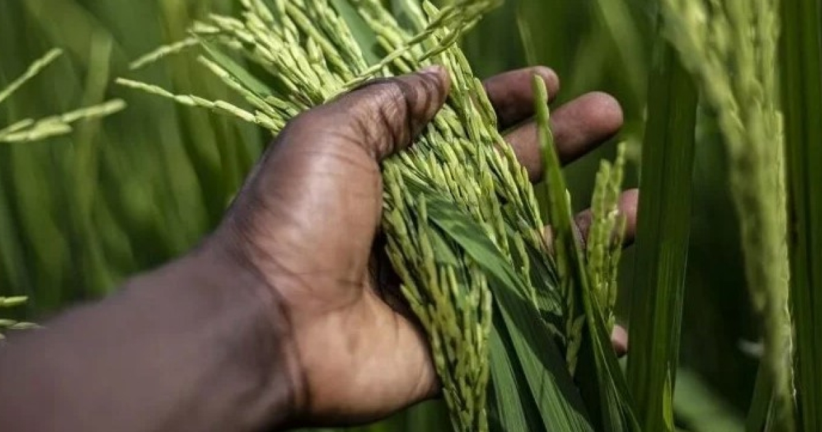 Minister Sewdien: Surinaamse rijst wel veilig om te eten | Suriname ...