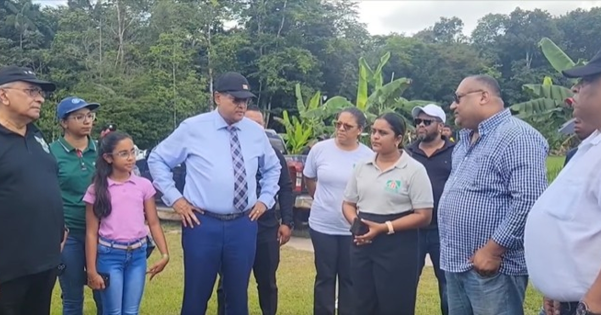 Suriname transformeert ananasteelt met duurzaamheidsproject in Matta ...