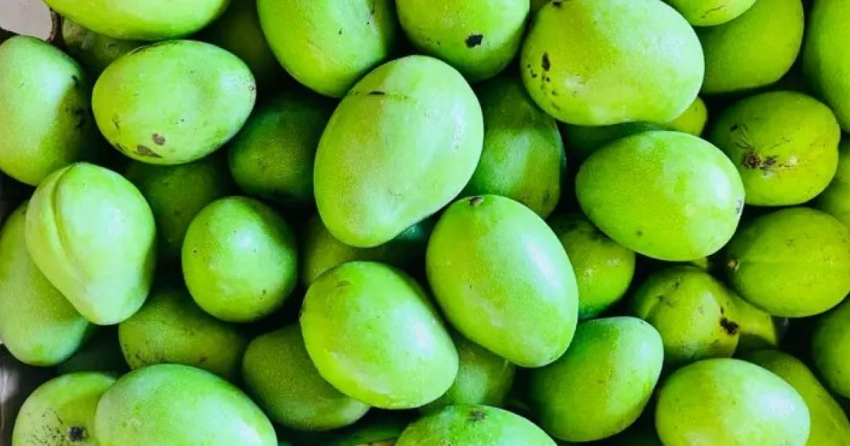 Export manja naar EU kan beginnen | Suriname Nieuws Centrale