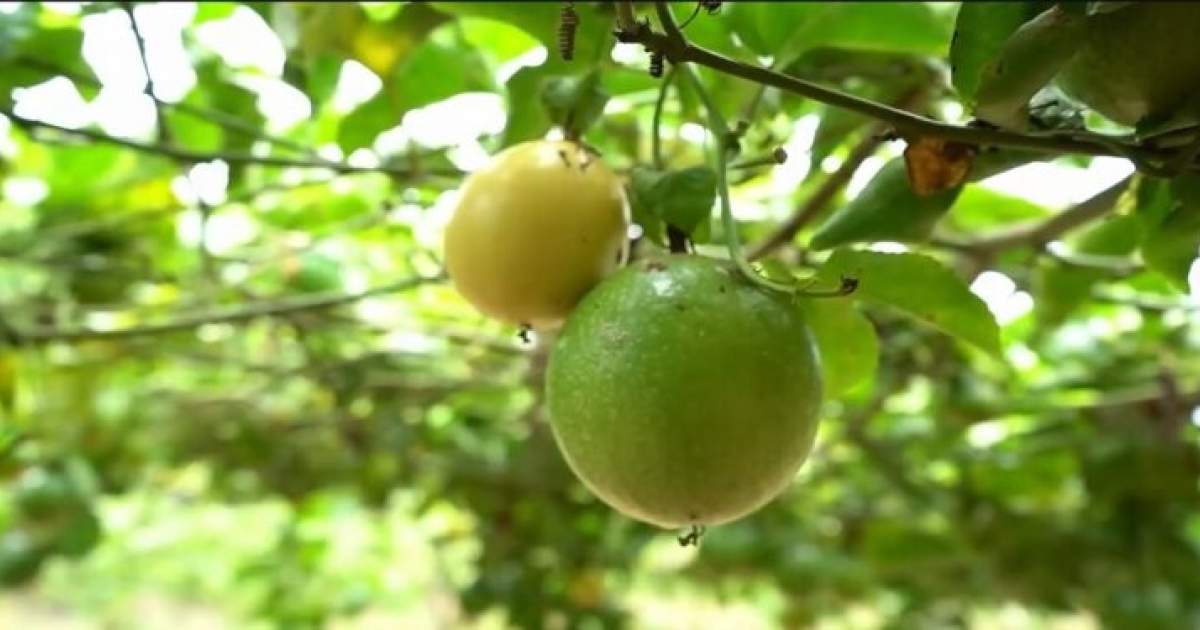 Markoesa-bedrijf in april operationeel | Suriname Nieuws Centrale